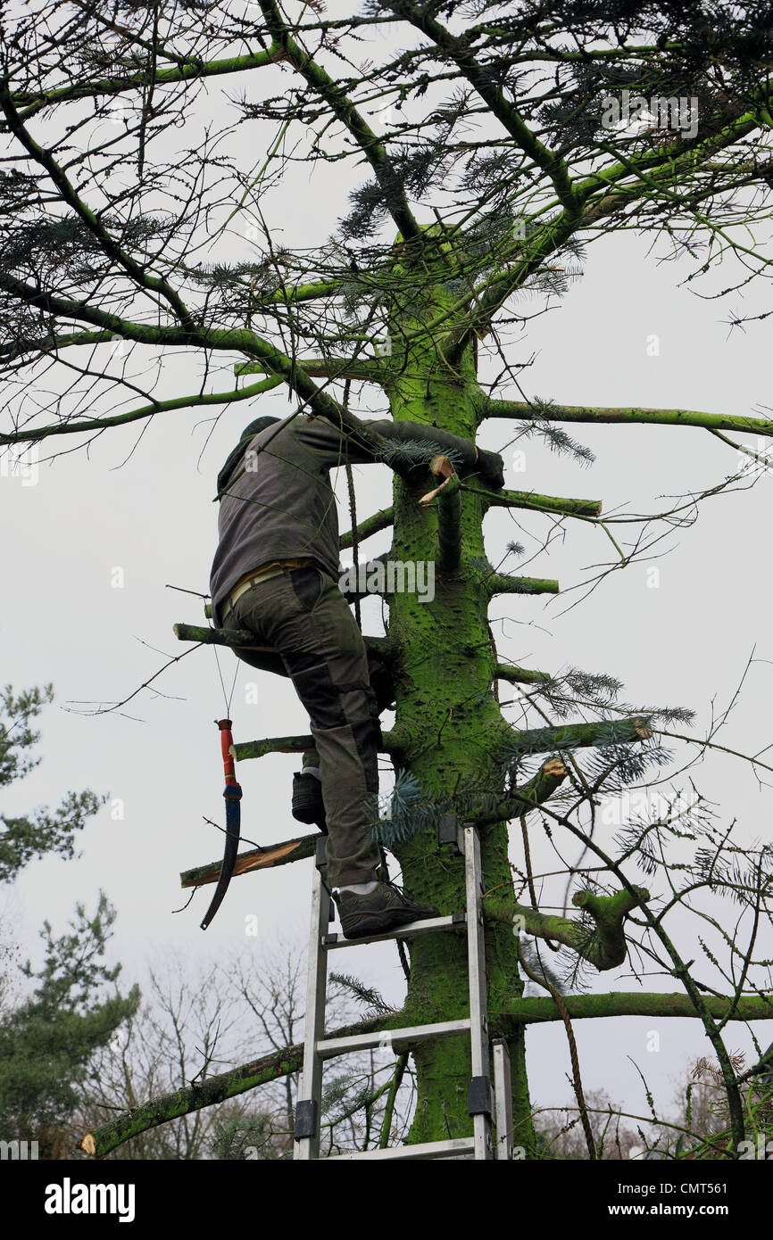 nature, landscape preservation, occupation, gardener stands on a ladder ...