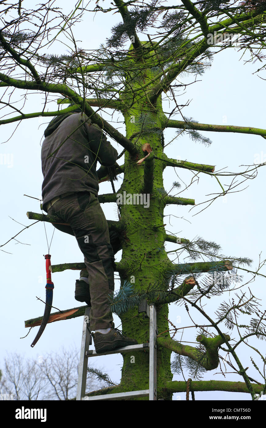 nature, landscape preservation, occupation, gardener stands on a ladder ...
