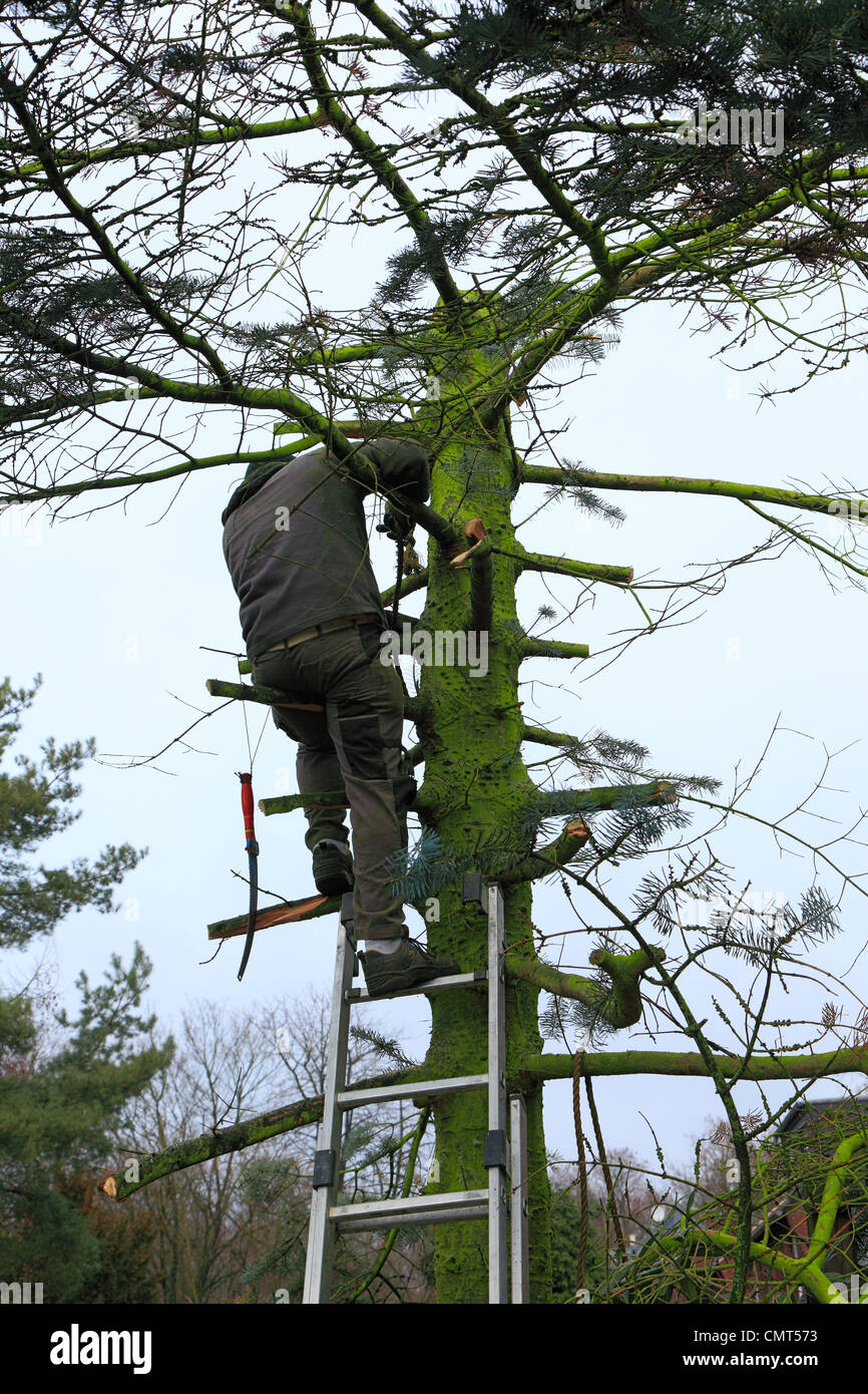 nature, landscape preservation, occupation, gardener stands on a ladder ...