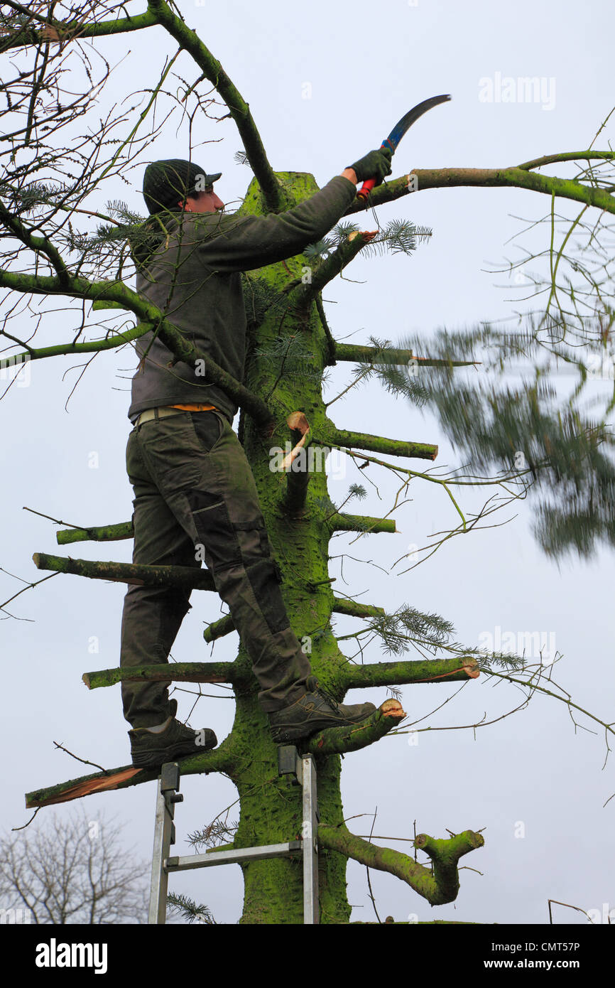 nature, landscape preservation, occupation, gardener stands on a ladder ...