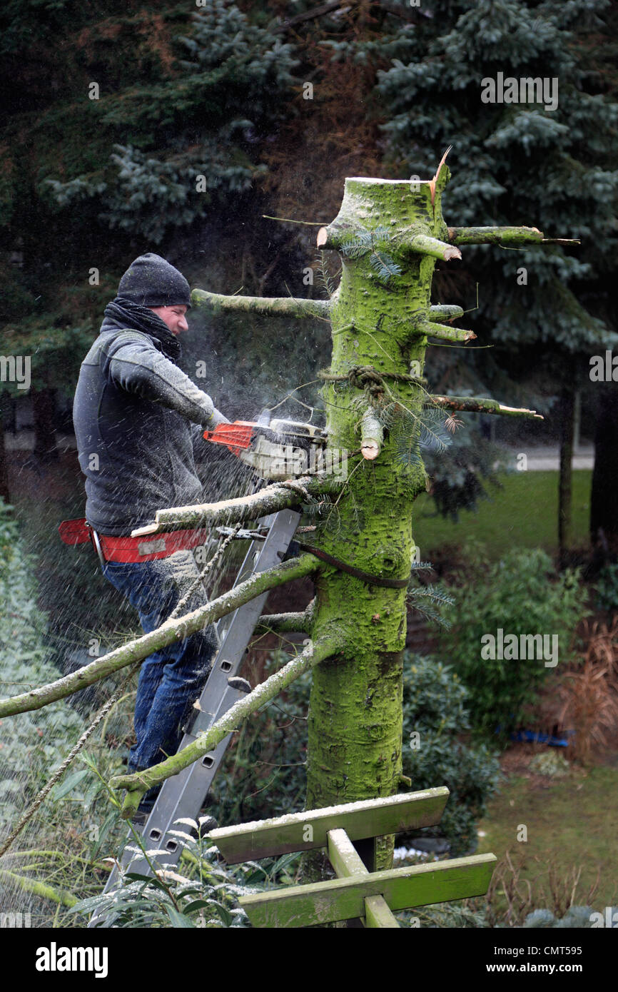 nature, landscape preservation, occupation, gardener stands on a ladder ...