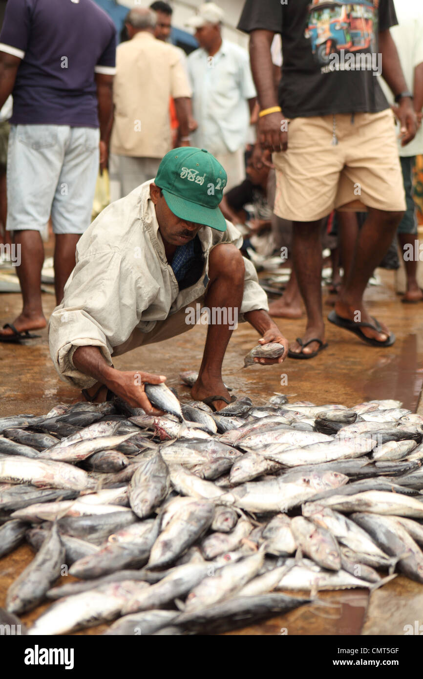 Man gathering fish at the local market Stock Photo - Alamy
