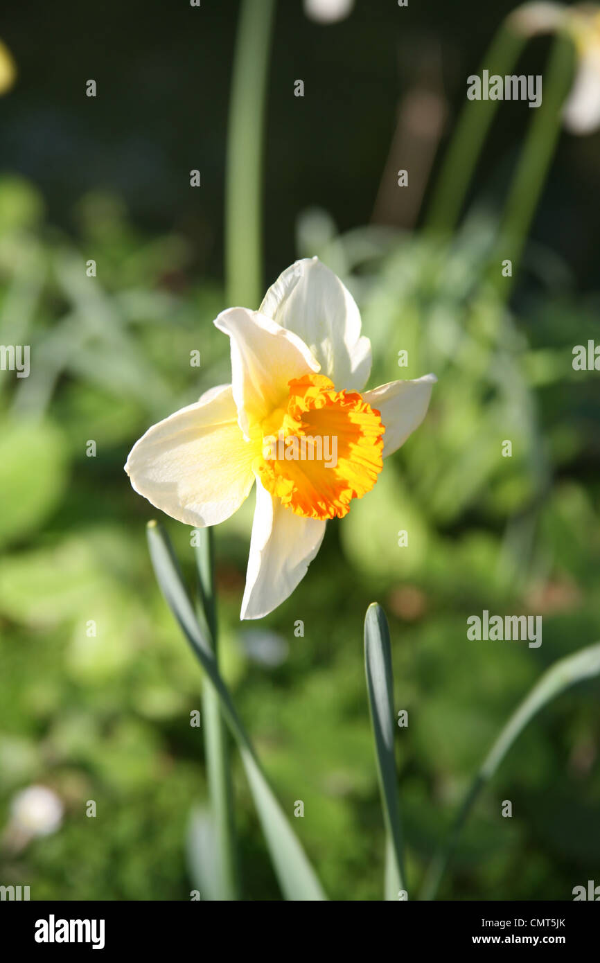 Daffodil flower growing in spring Stock Photo - Alamy