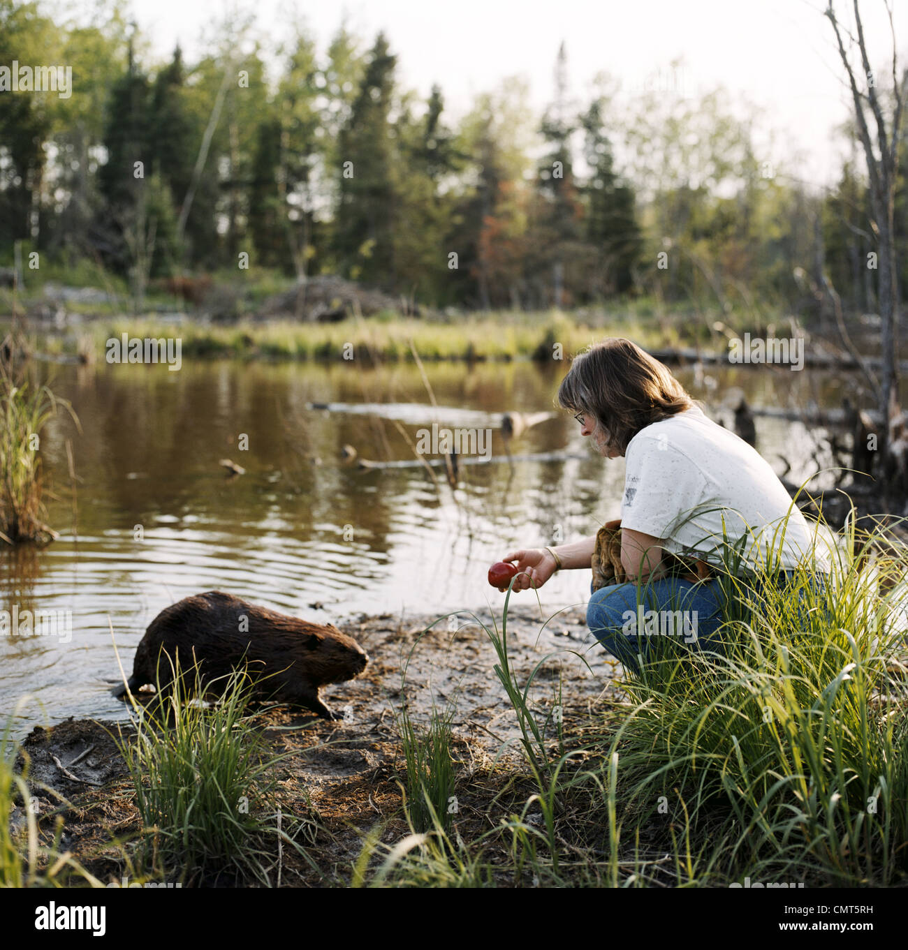 Woman Hand Feeding Beaver by Pond Stock Photo - Alamy