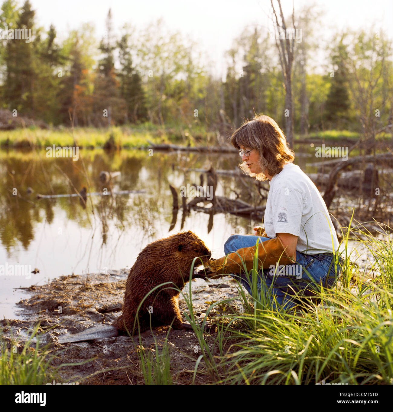 Mature beaver hi-res stock photography and images - Alamy