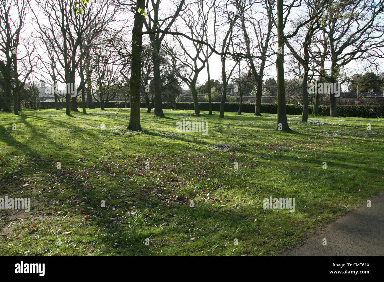 Group of trees in a park Stock Photo - Alamy