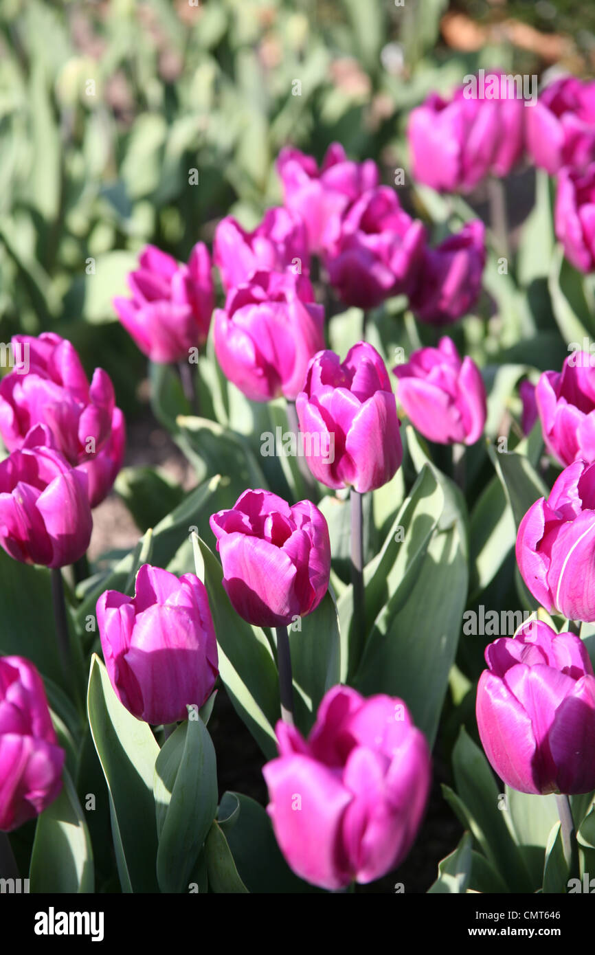 Tulip flowers growing in a garden Stock Photo - Alamy