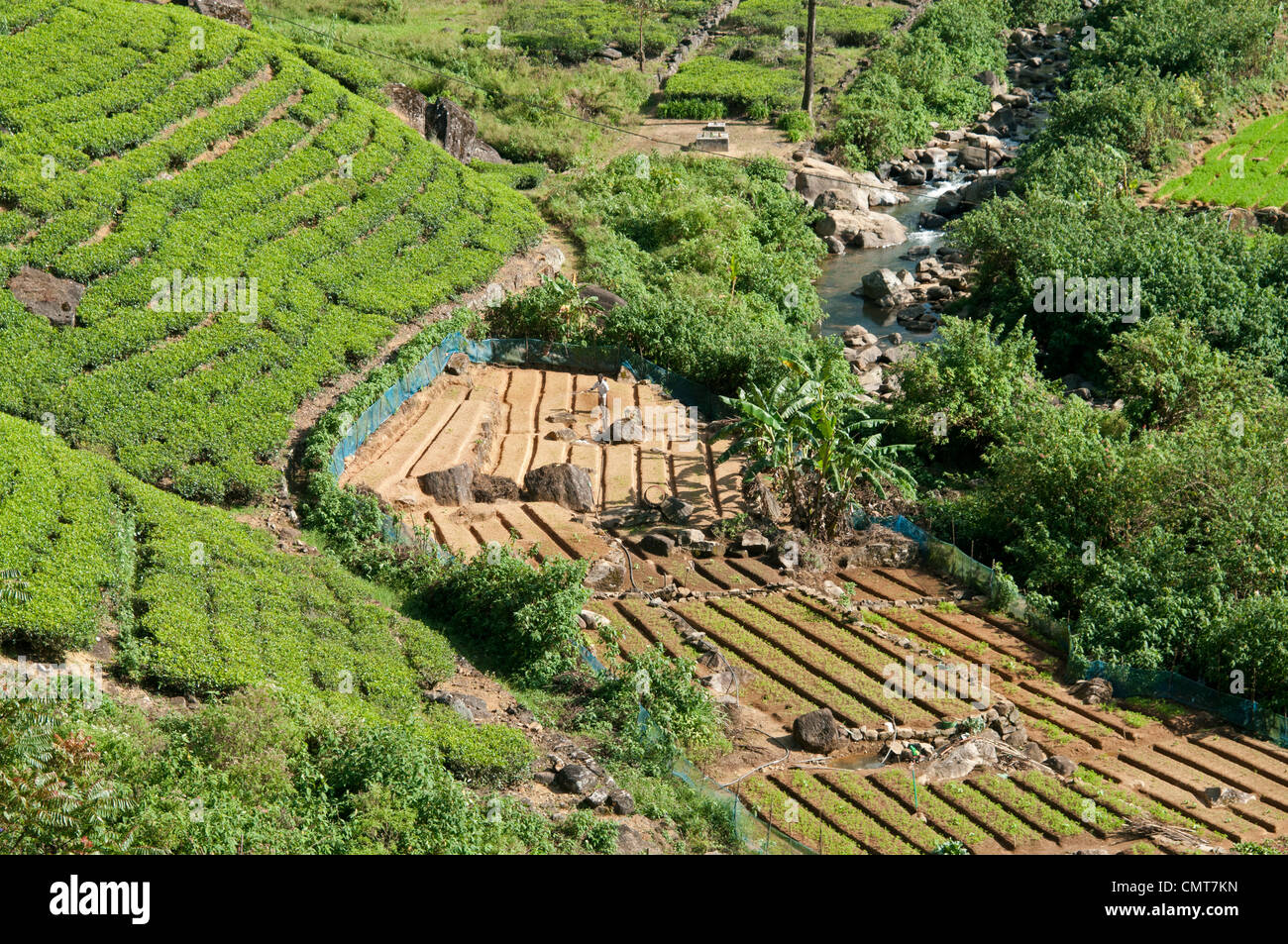 Vegetables nuwara eliya hi-res stock photography and images - Alamy
