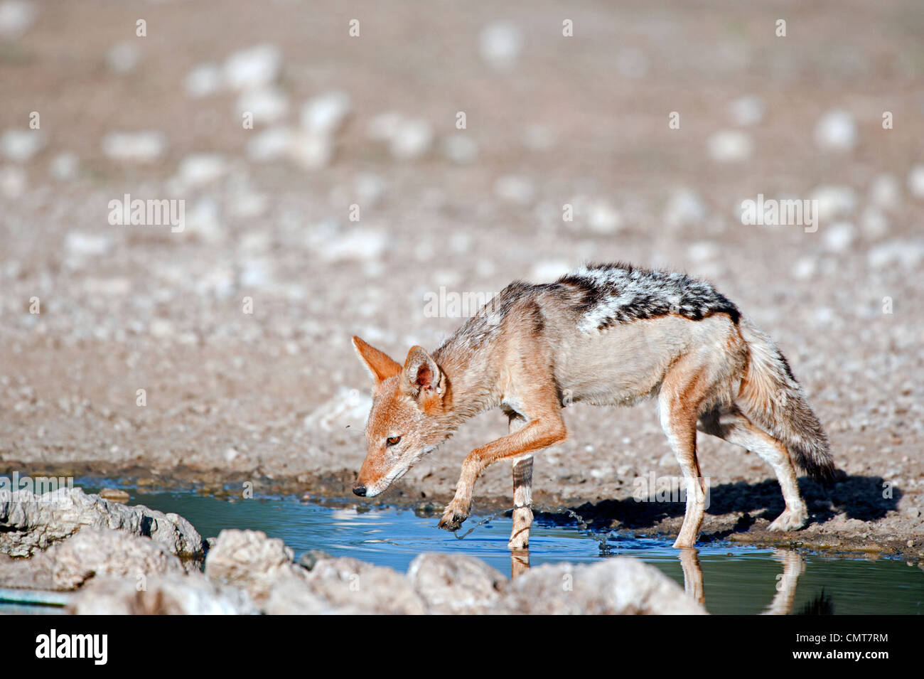 Jackal walking through water Stock Photo - Alamy
