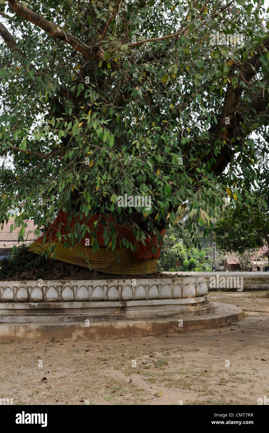 Banian tree hi-res stock photography and images - Alamy