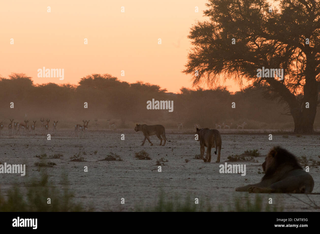 Lions at sunset Stock Photo - Alamy