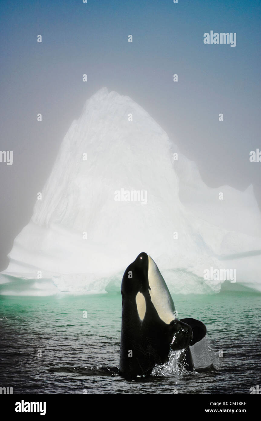 Killer whale emerging from water with iceberg in the background ...