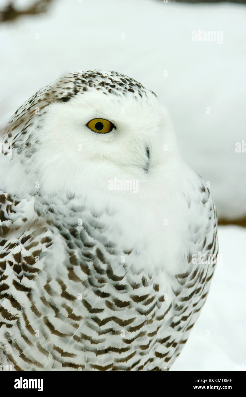 Snowy owl in Ecomuseum Zoo, Ste-Anne-de-Bellevue, Quebec, Canada Stock ...