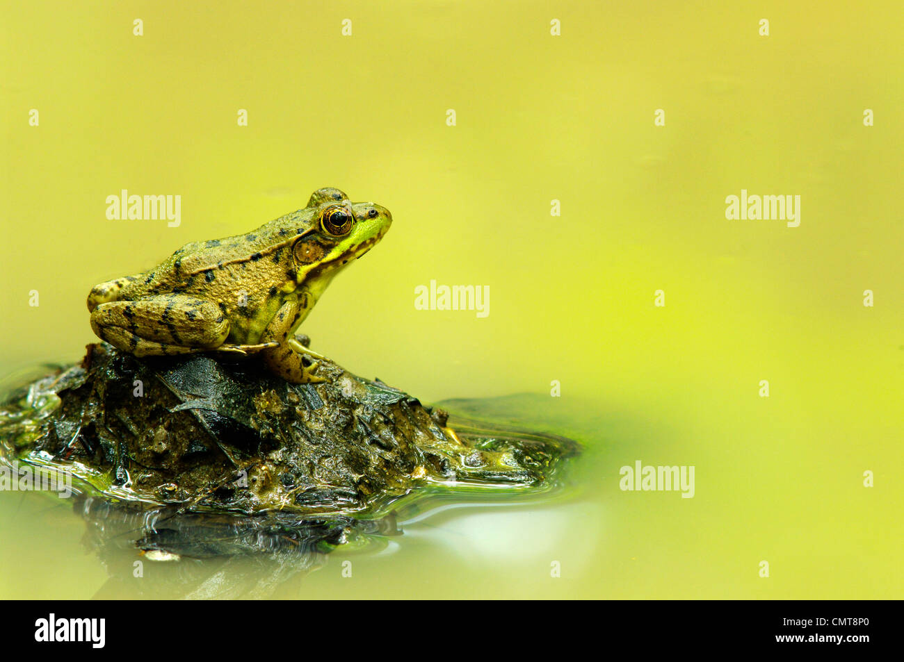 Green frog perched on mud and leaves, Vaudreuil, Quebec, Canada Stock ...