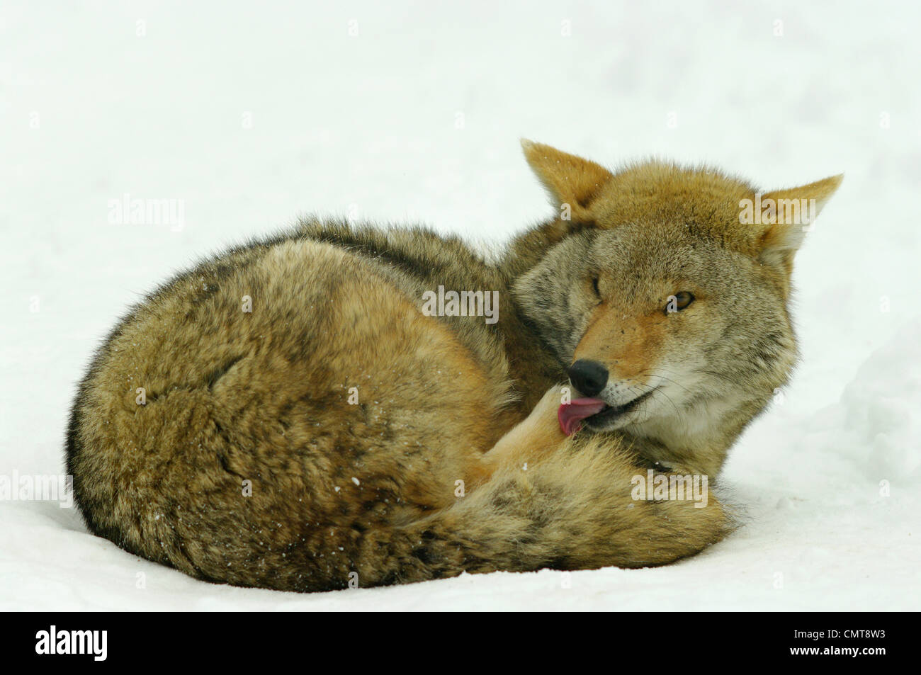 Coyote in Ecomuseum Zoo, Ste-Anne-de-Bellevue, Quebec, Canada Stock ...