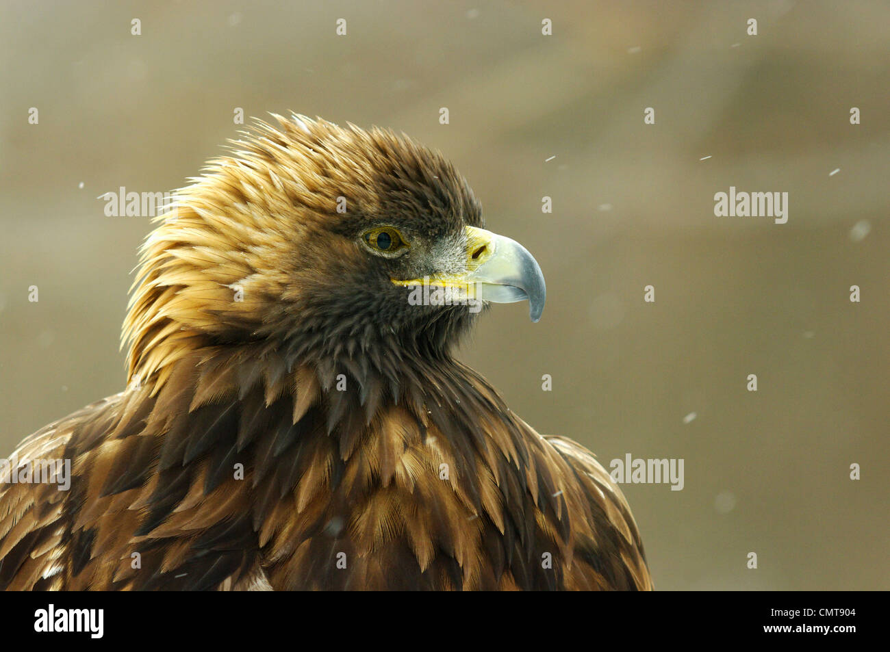 Golden eagle in Ecomuseum Zoo, Ste-Anne-de-Bellevue, Quebec, Canada ...