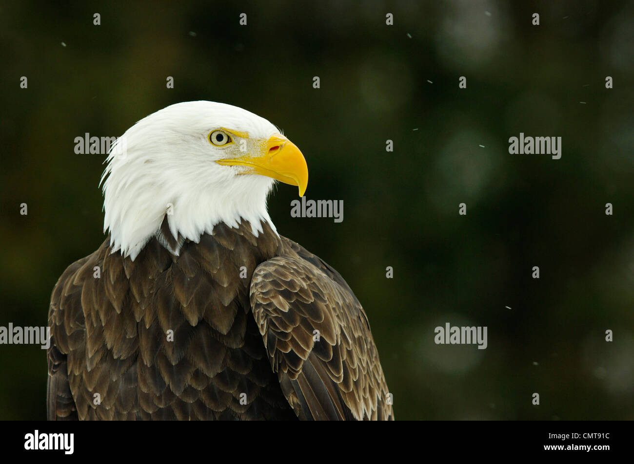 Bald eagle in Ecomuseum Zoo, Ste-Anne-de-Bellevue, Quebec, Canada Stock ...