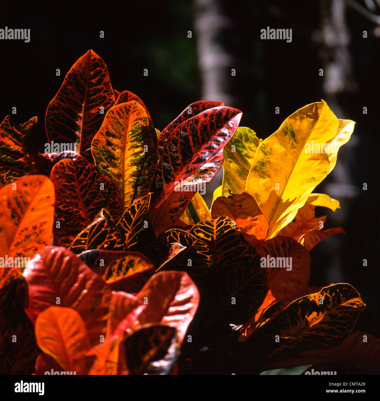 exotic colors of tropical foliage in rain forest of Hawaii Stock Photo ...