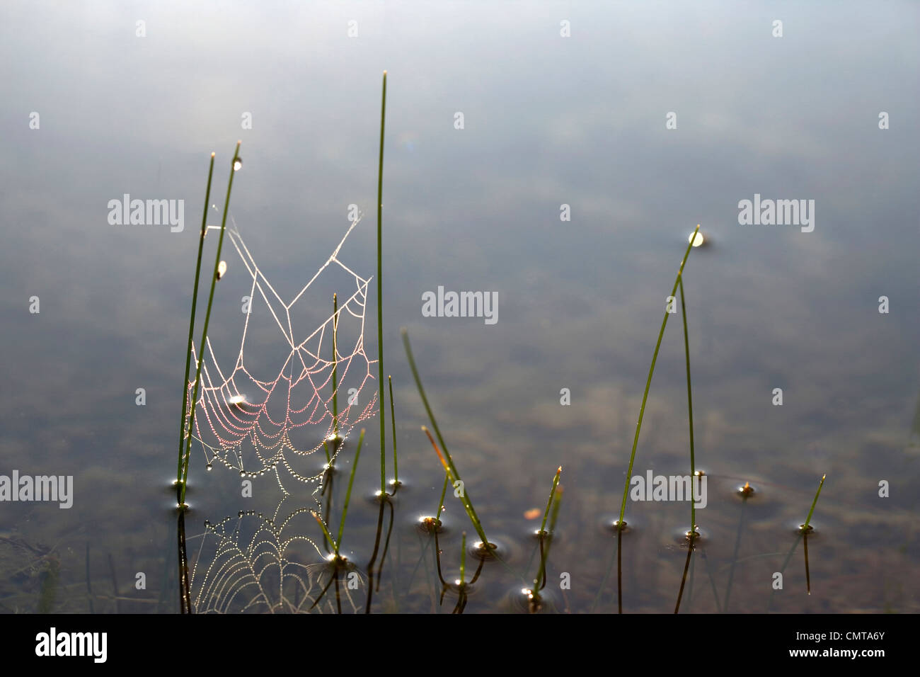 Spider in pond hi-res stock photography and images - Alamy