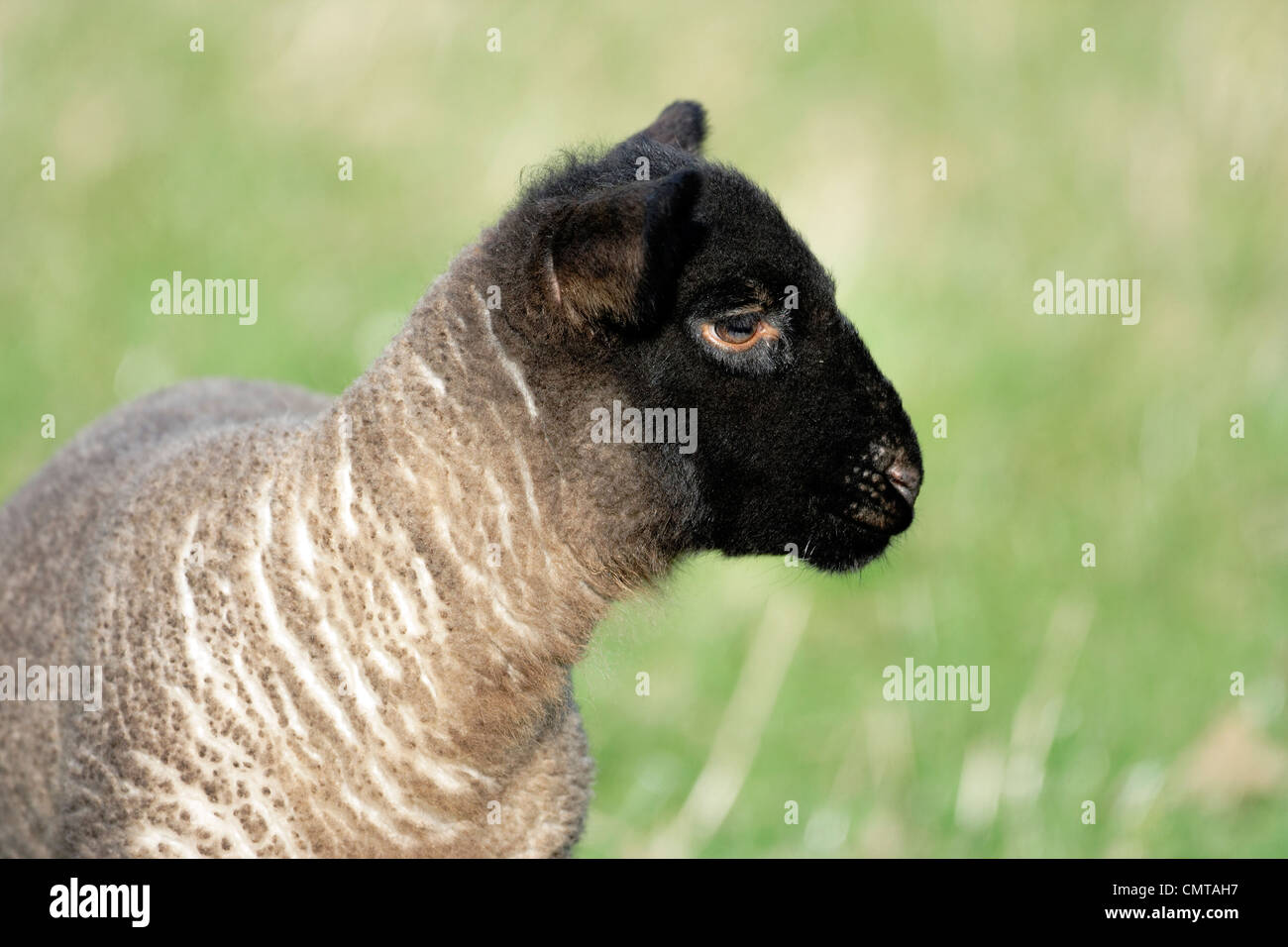 Black faced lamb hi-res stock photography and images - Alamy
