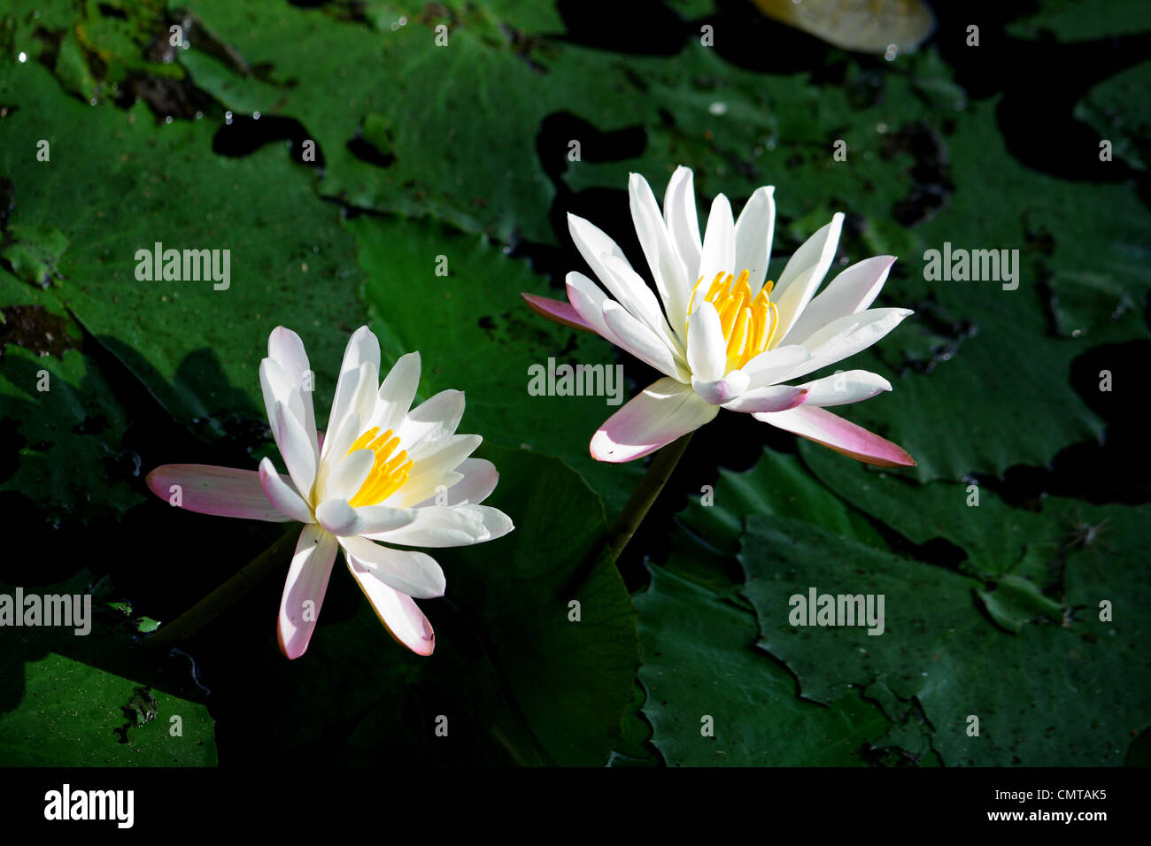 water lilies, star lotus Stock Photo - Alamy