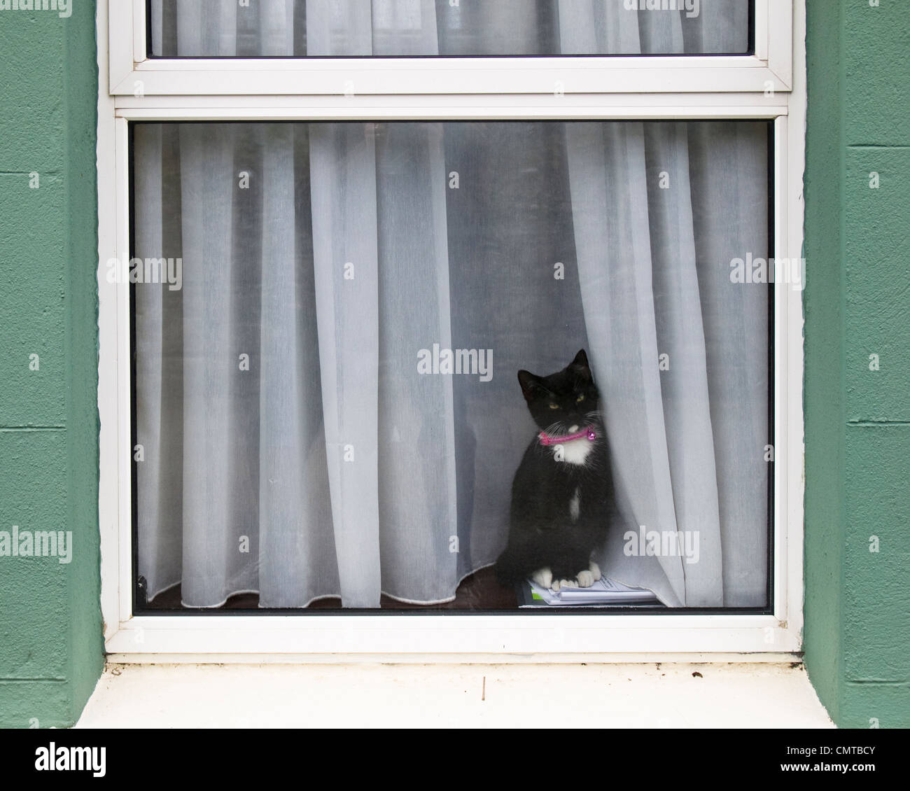 A black kitten looking out on the world from a house window Stock Photo ...