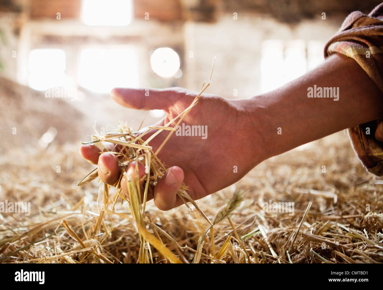Close up human hand holding hay hi-res stock photography and images - Alamy