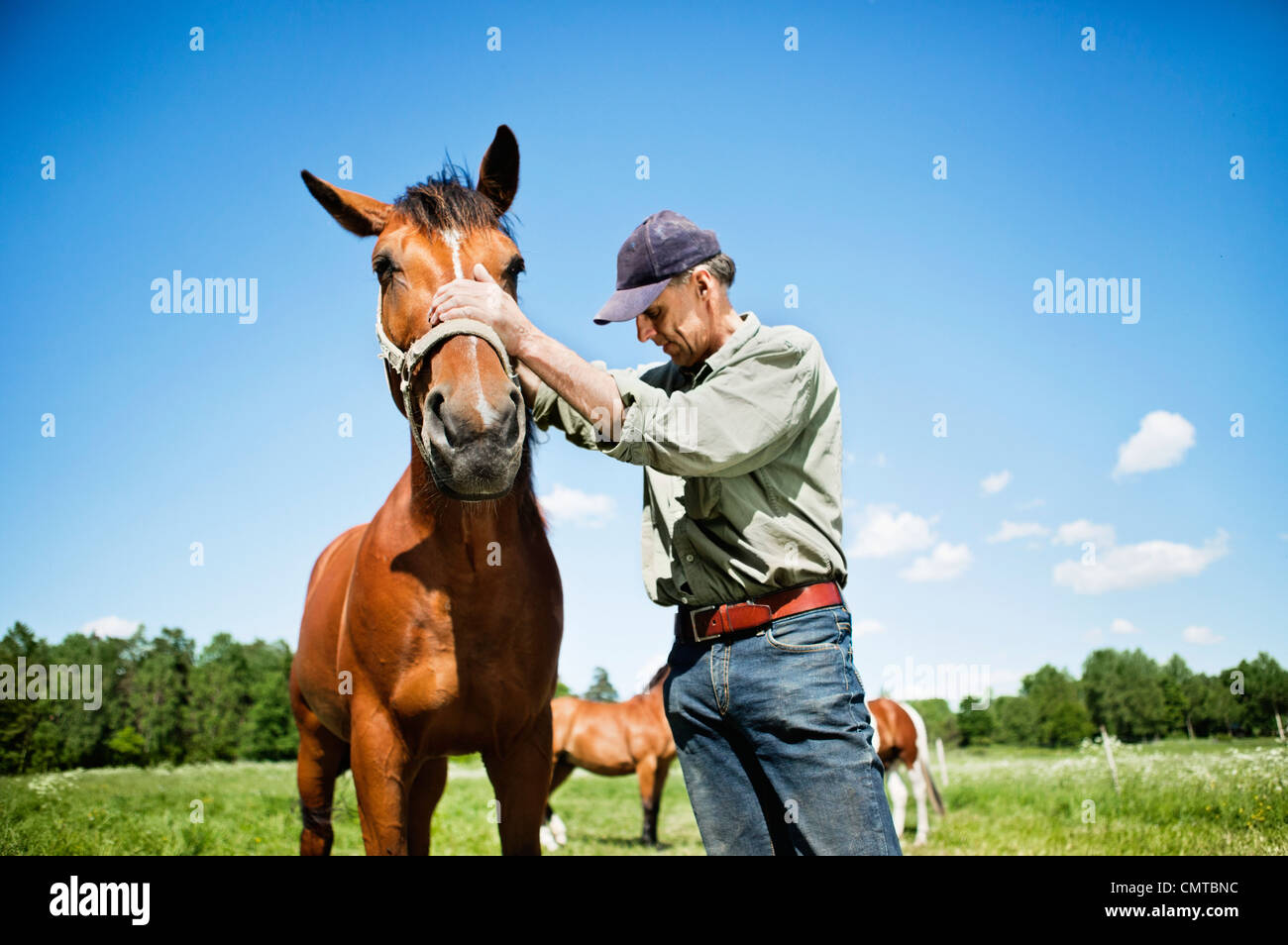 Man holding horse on the field Stock Photo - Alamy