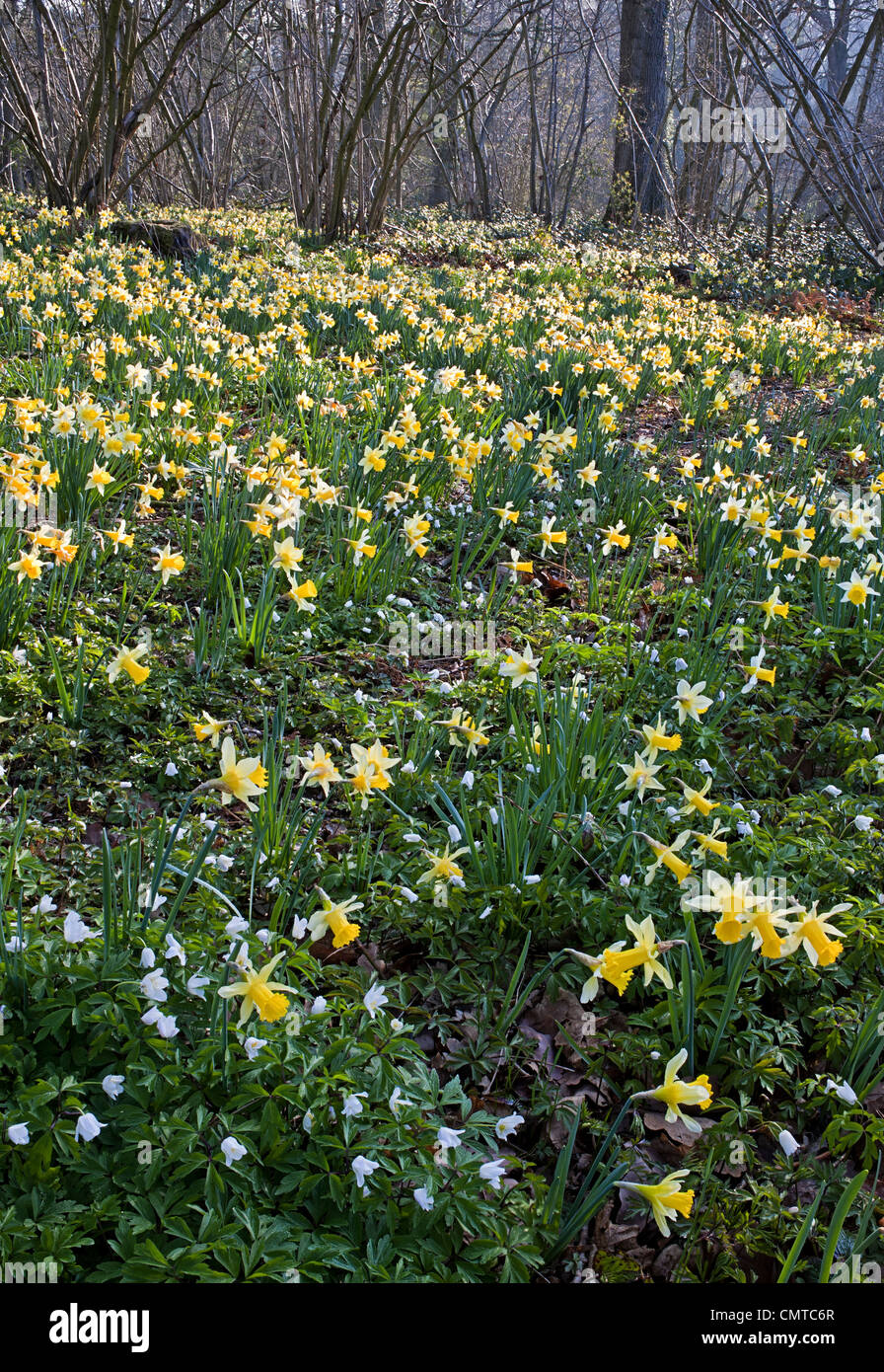 wild daffodil Narcissus pseudonarcissus in Dymock Woods ...