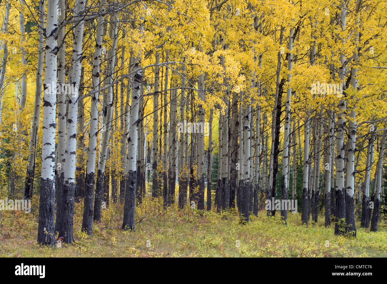 Fall foliage banff hi-res stock photography and images - Alamy