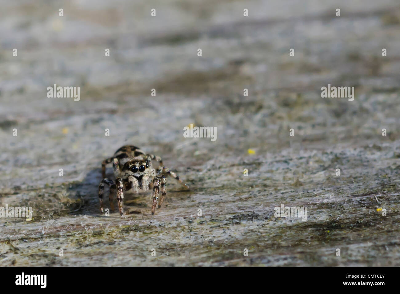 Zebra jumping spider Stock Photo - Alamy