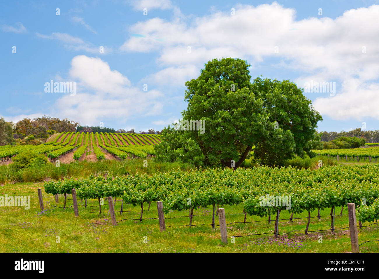 A vineyard in the Clare Valley, South Australia Stock Photo - Alamy