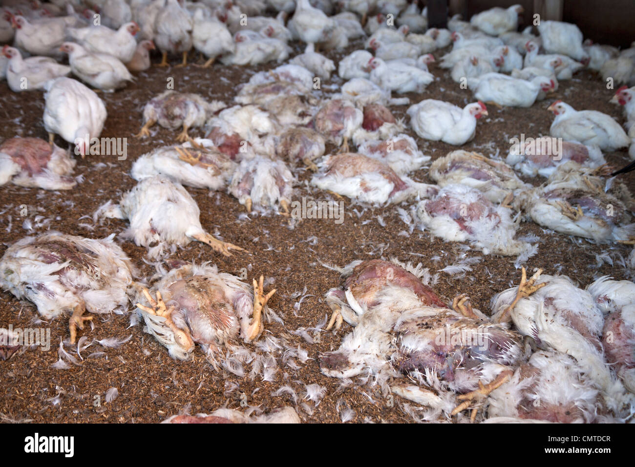 Poultry farm united states hi-res stock photography and images - Alamy