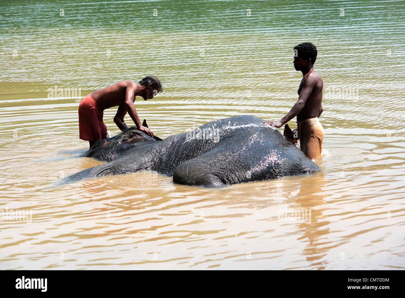 Washing an elephant hi-res stock photography and images - Alamy