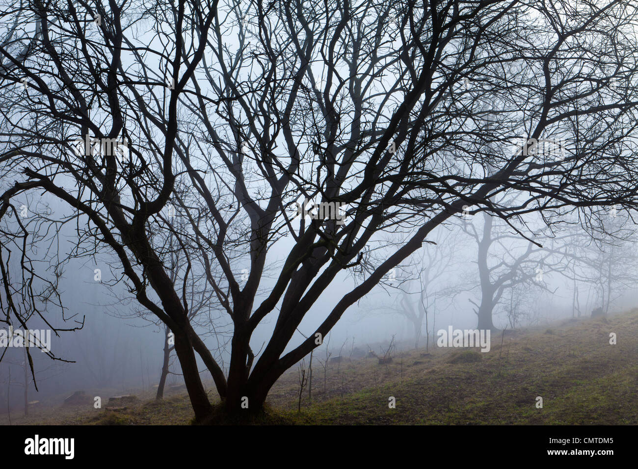 Fog at Rudge Hill, Edge Common - part of the Cotswold Commons ...