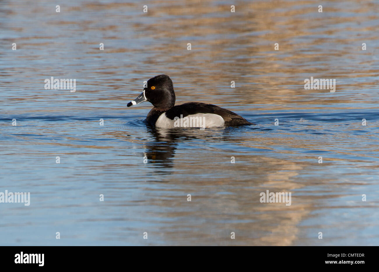 Ring necked Duck close up Stock Photo - Alamy