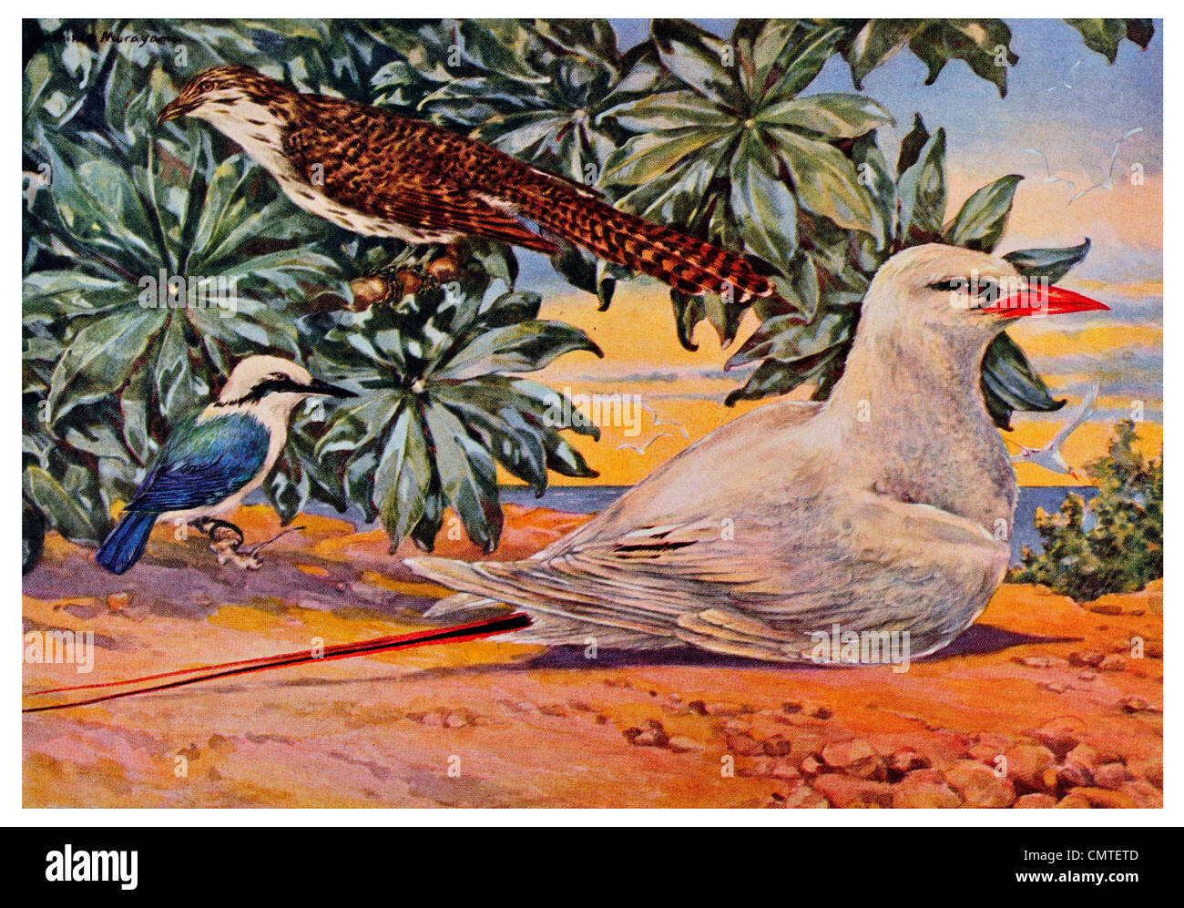 Replica polynesian art hi-res stock photography and images - Alamy