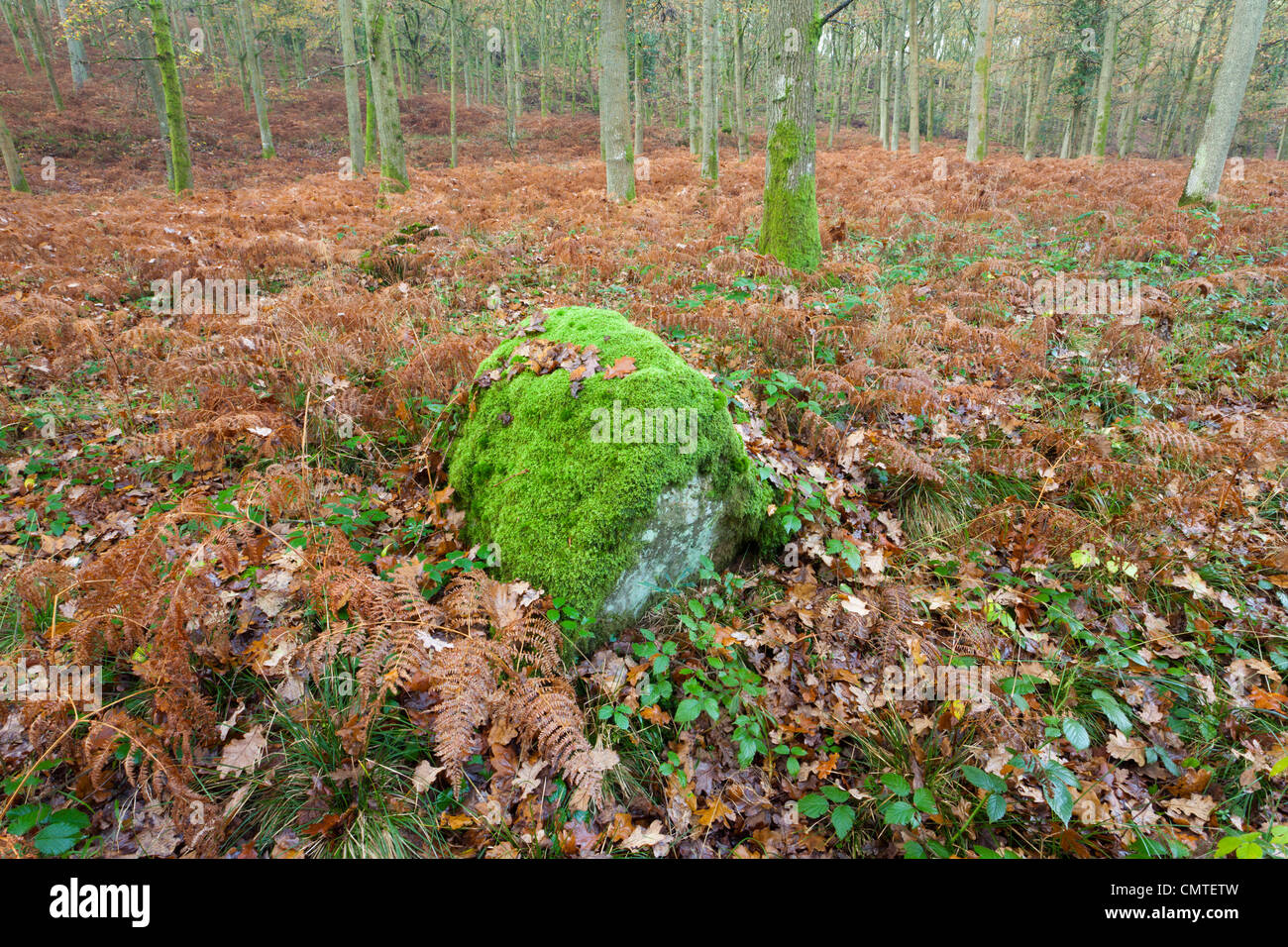 A moss covered rock in oak woodland in the Forest of Dean ...
