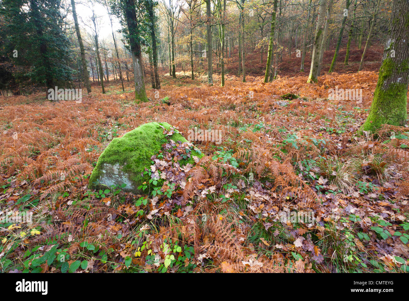 A moss covered rock in oak woodland in the Forest of Dean ...