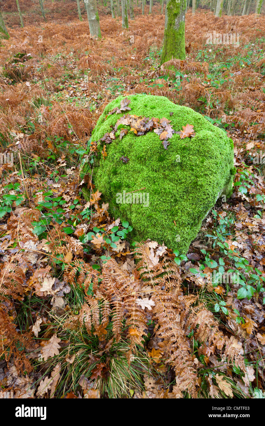 A moss covered rock in oak woodland in the Forest of Dean ...