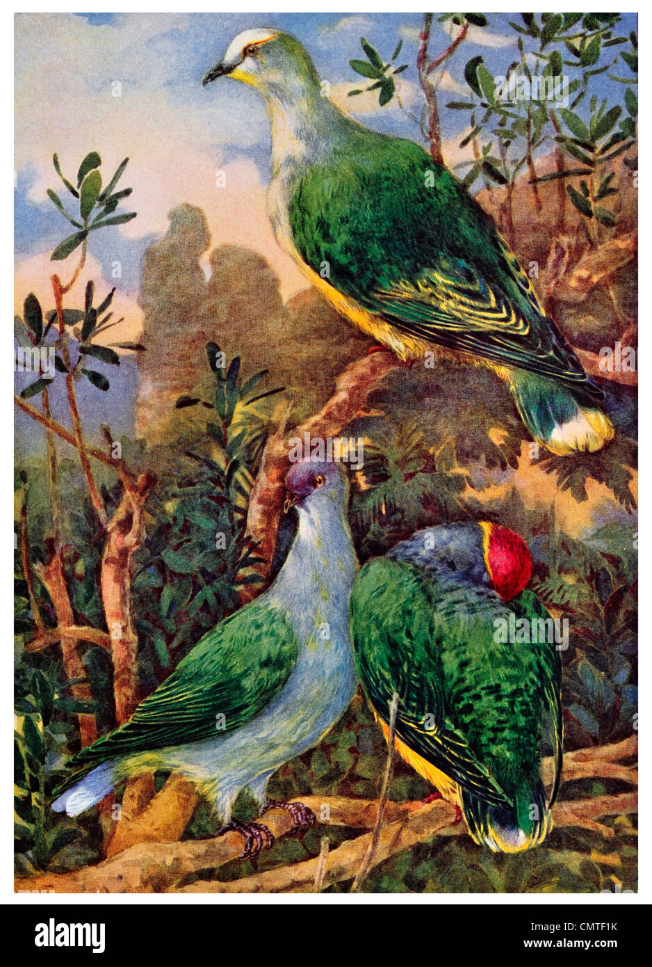 1925 Fruit Pigeon White Crowned Maraquin Ptilopus depetithouarsi rose crowned Ptilopus tristrami ...