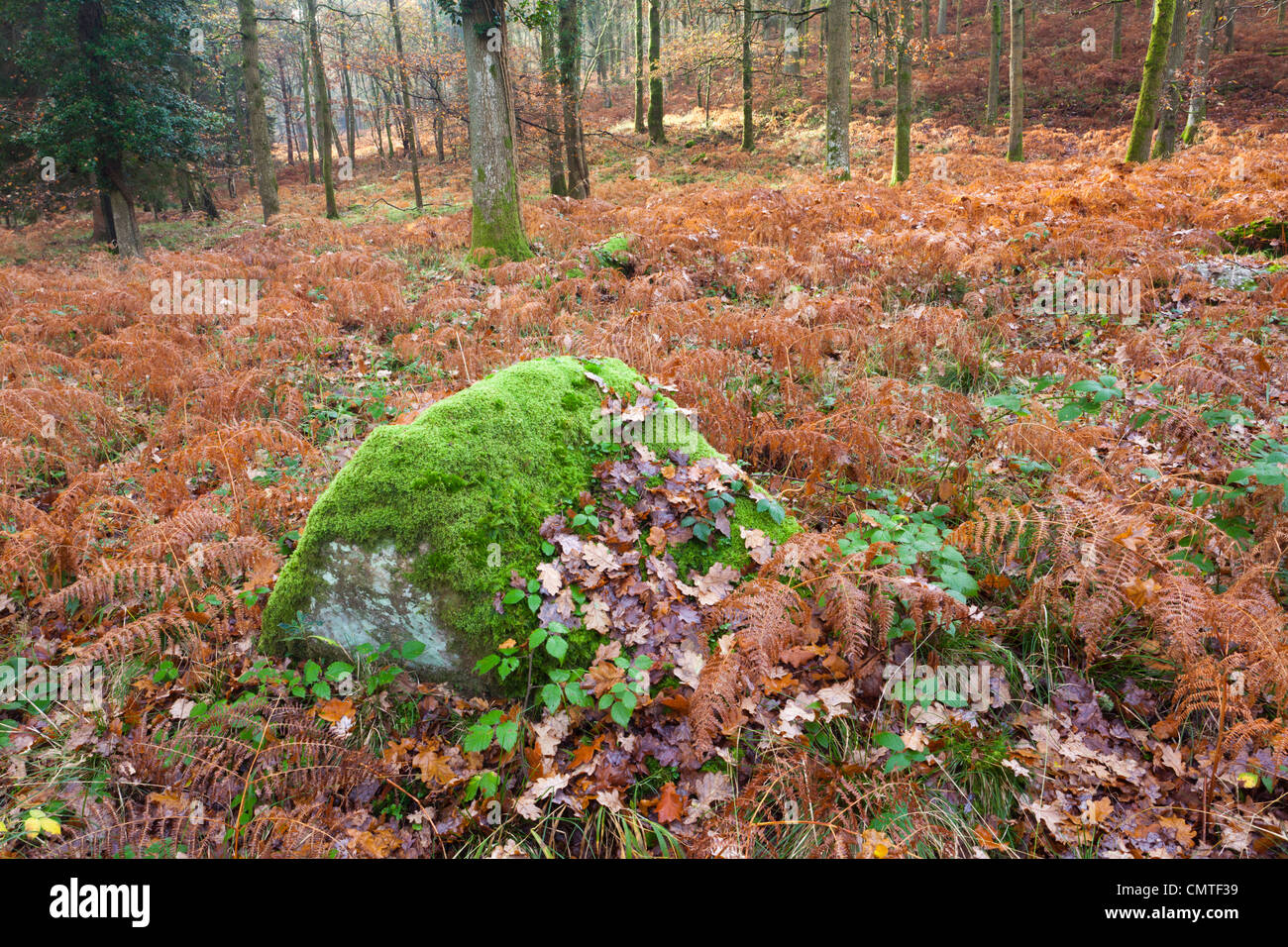 A moss covered rock in oak woodland in the Forest of Dean ...