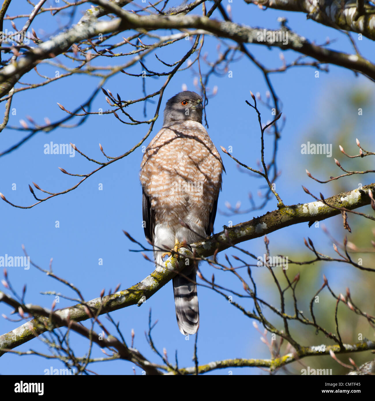cooper's hawk on tree branch Stock Photo - Alamy