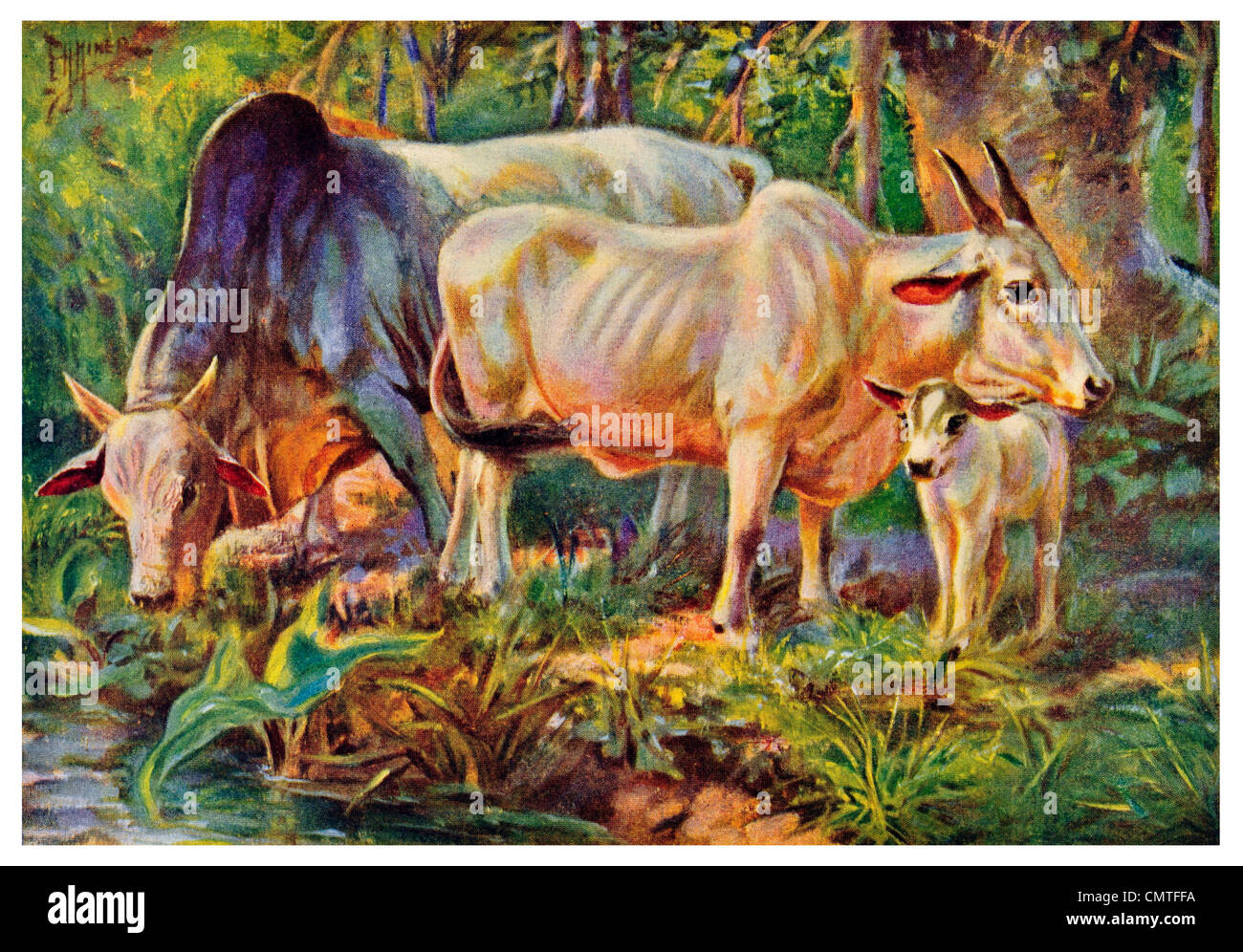 Bos indicus hi-res stock photography and images - Alamy