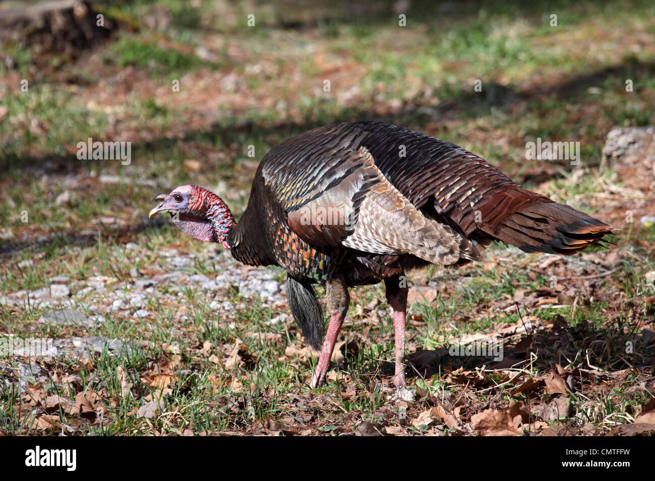 Wild turkey foraging amongst sparcely vegetated woodland edge in ...
