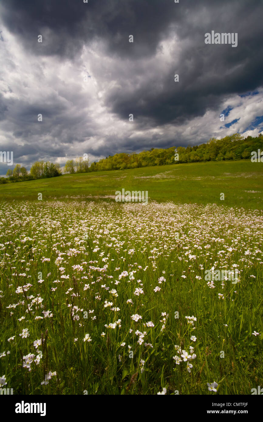 Spring cress wildflowers and dark storm clouds, Oakfield, Nova Scotia ...