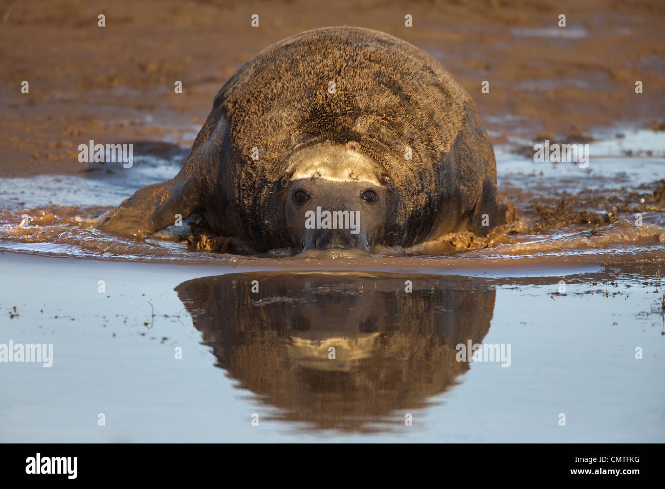 Grey bull seal chasing competitors during the breeding season Stock ...