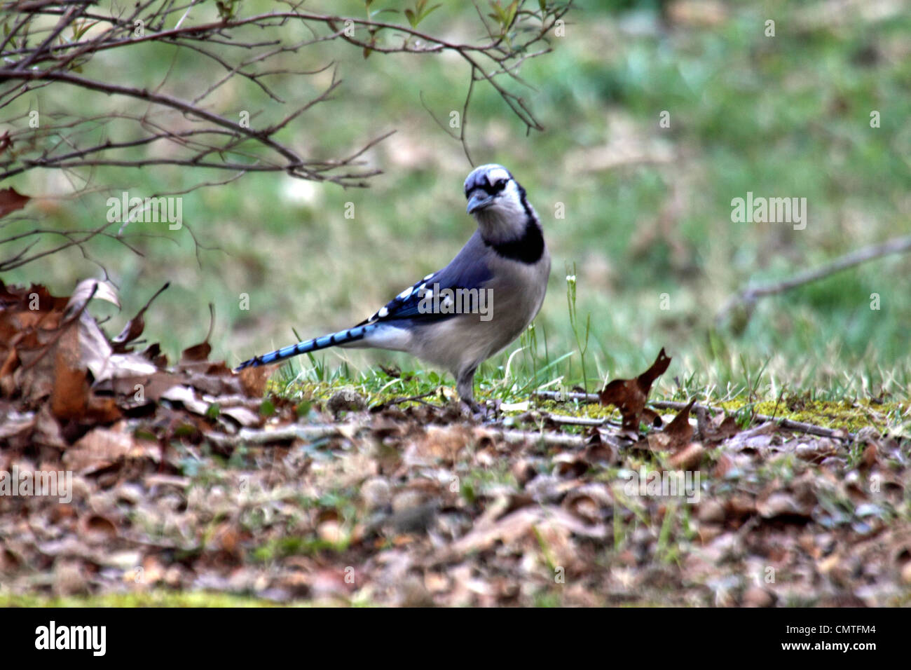 Dead Blue Jay High Resolution Stock Photography and Images - Alamy