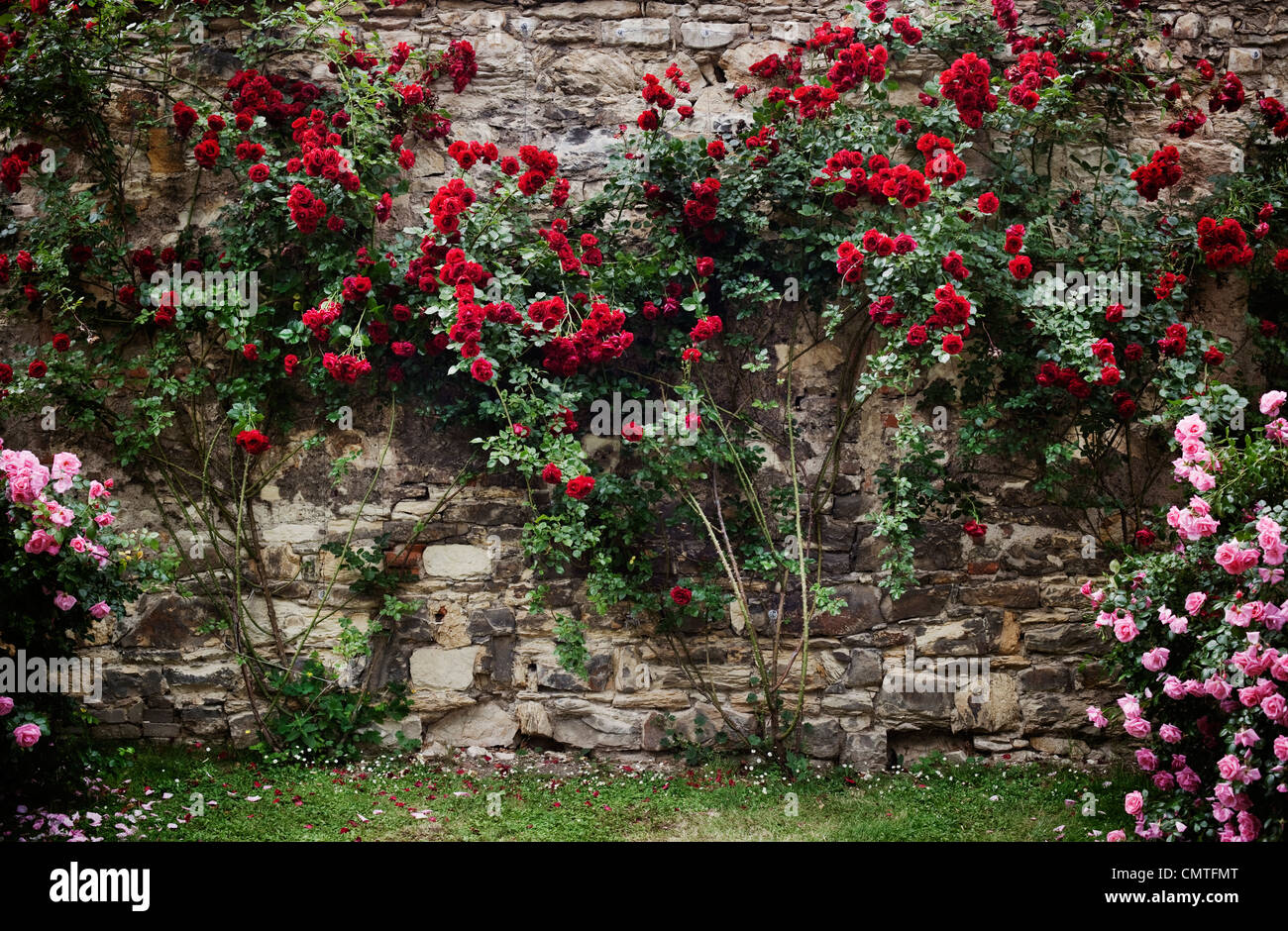 Stone Wall Roses High Resolution Stock Photography and Images - Alamy