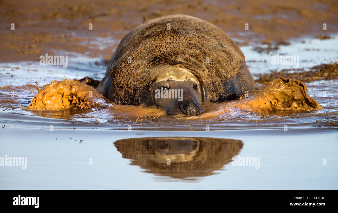 Grey bull seal chasing competitors during the breeding season Stock ...